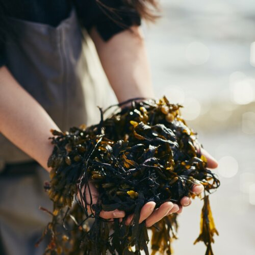 Seaweed - Orkla Savoury Taste