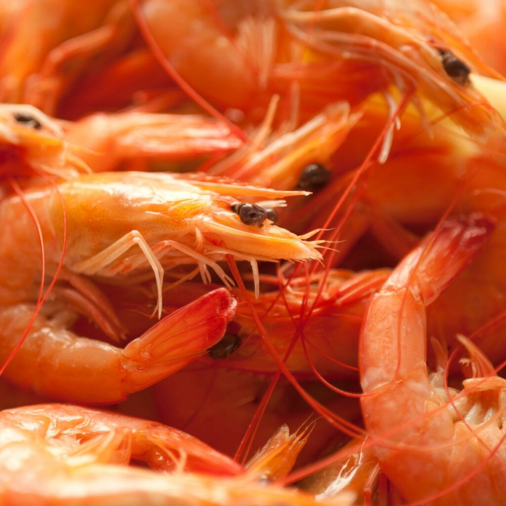 Seafood Powders - Orkla Savoury Taste